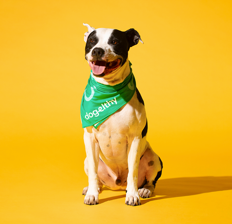 Distribuidores – Dogelthy